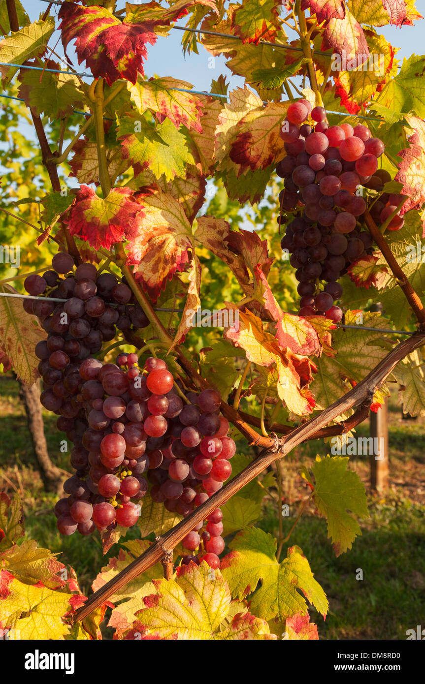 Alsace Wine High Resolution Stock Photography and Images - Alamy