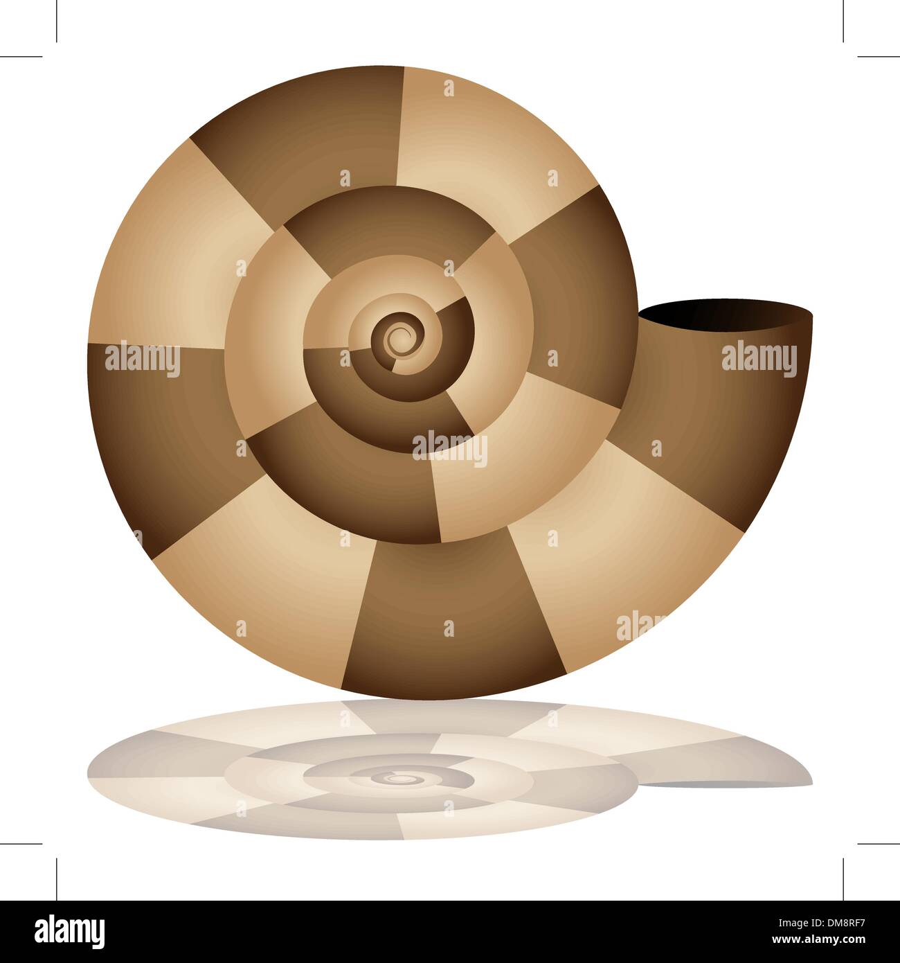 Nautilus Shell Icon Stock Vector Image & Art - Alamy