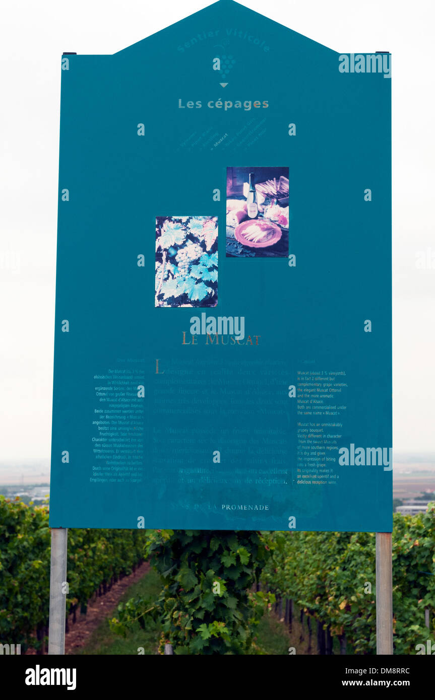 France muscat wine region hi-res stock photography and images - Alamy