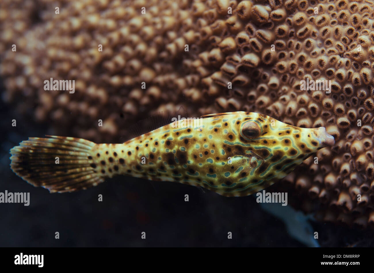 Color changing filefish in Camiguin, Philippines Stock Photo - Alamy