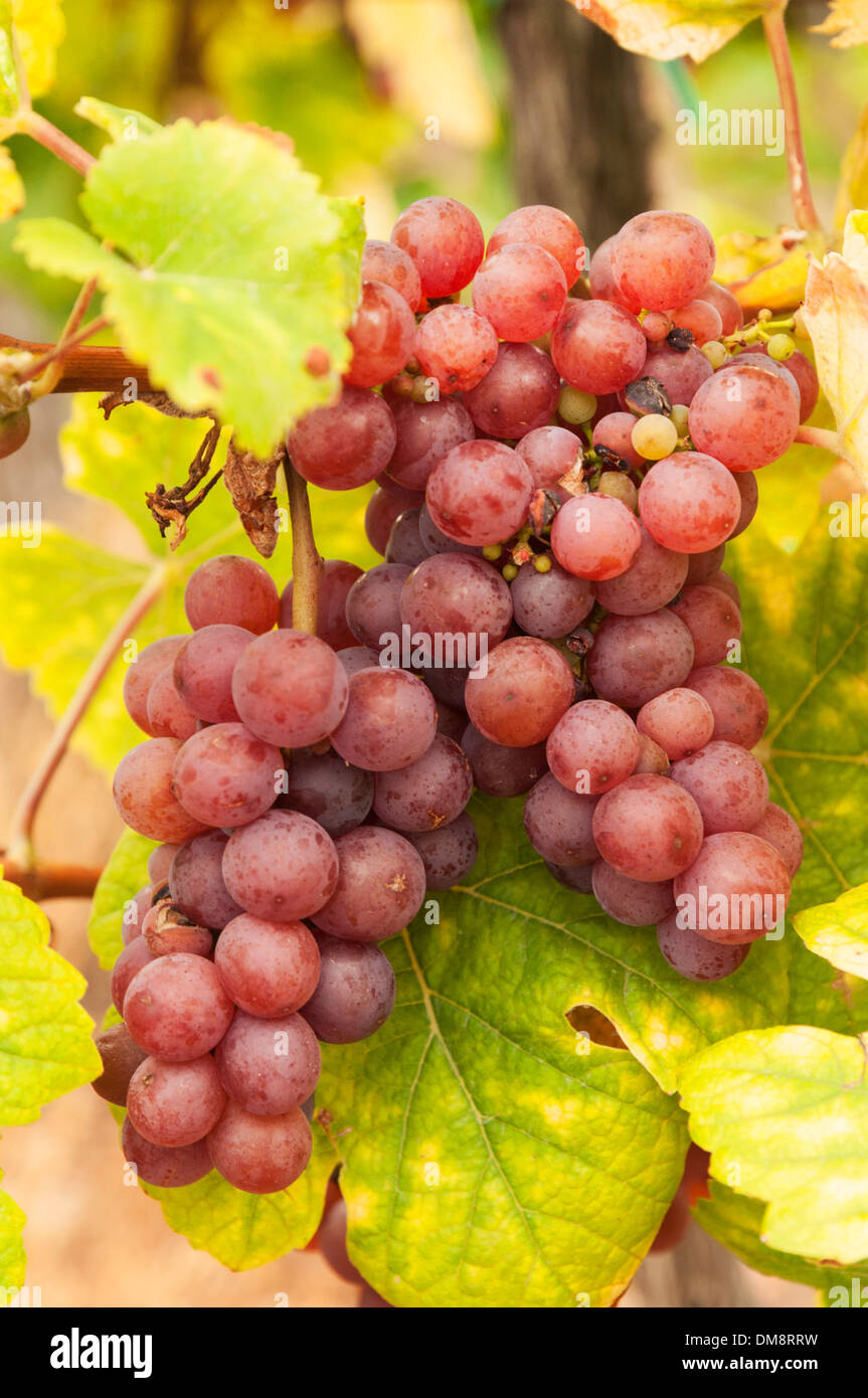 Elk213-2571v France, Alsace, wine grapes, Muscat Stock Photo - Alamy
