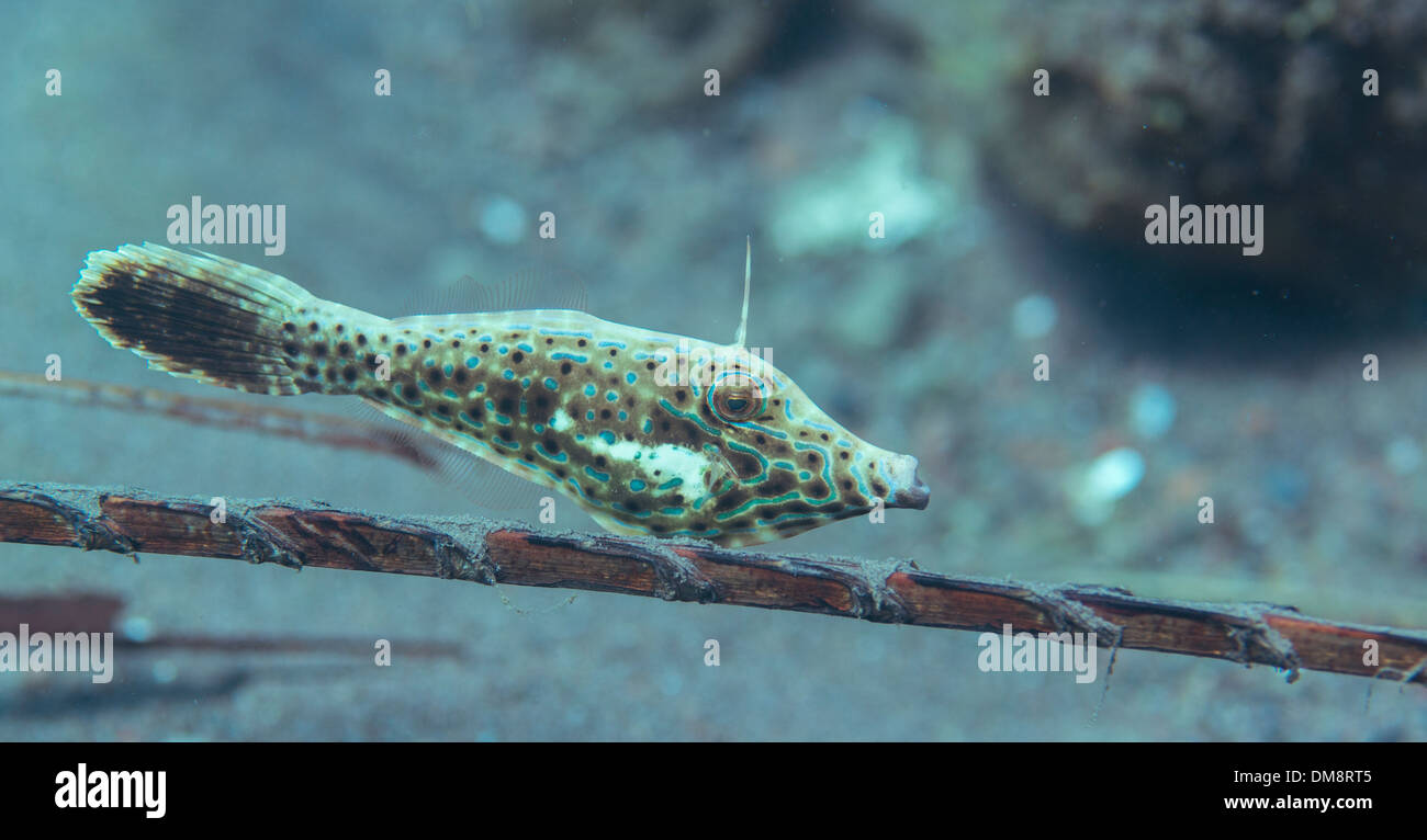 Scrawled Filefish Juvenile