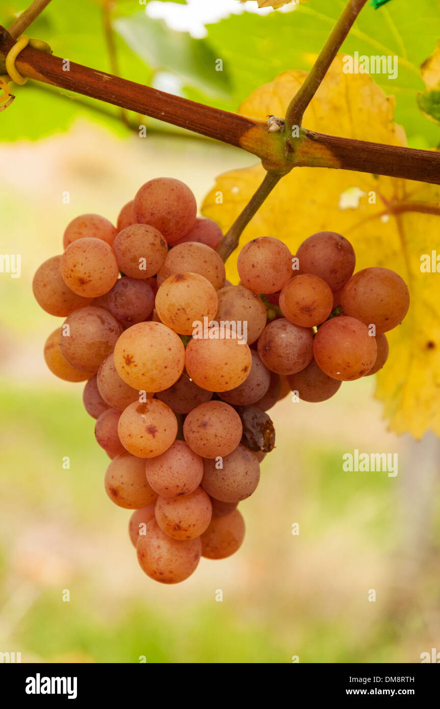 Grape muscat hi-res stock photography and images - Alamy