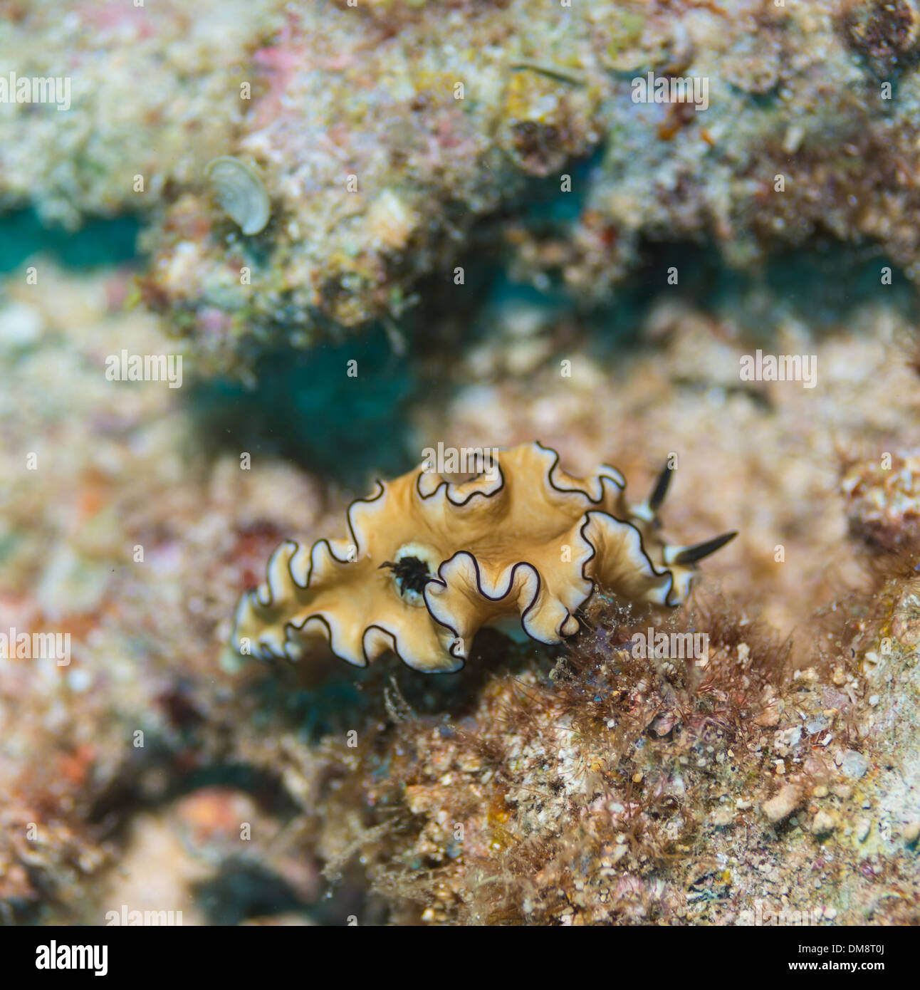 Spanish worm hi-res stock photography and images - Alamy