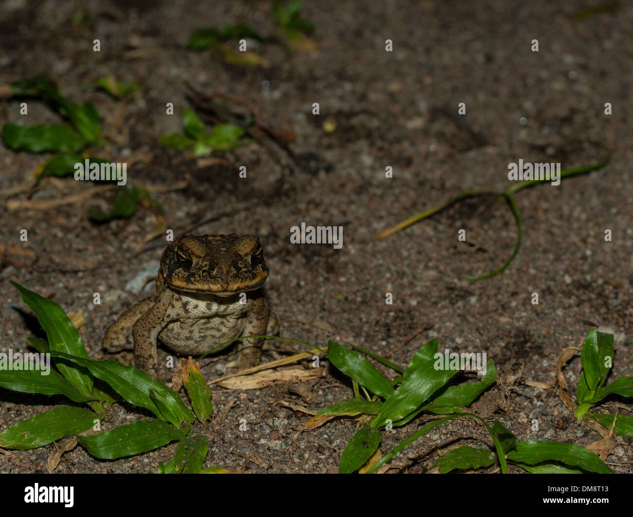 Common sand frog hi-res stock photography and images - Alamy