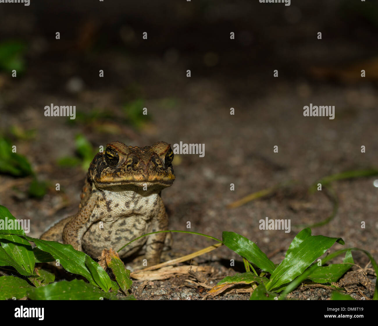 Common frog posing amidst leaves Stock Photo - Alamy