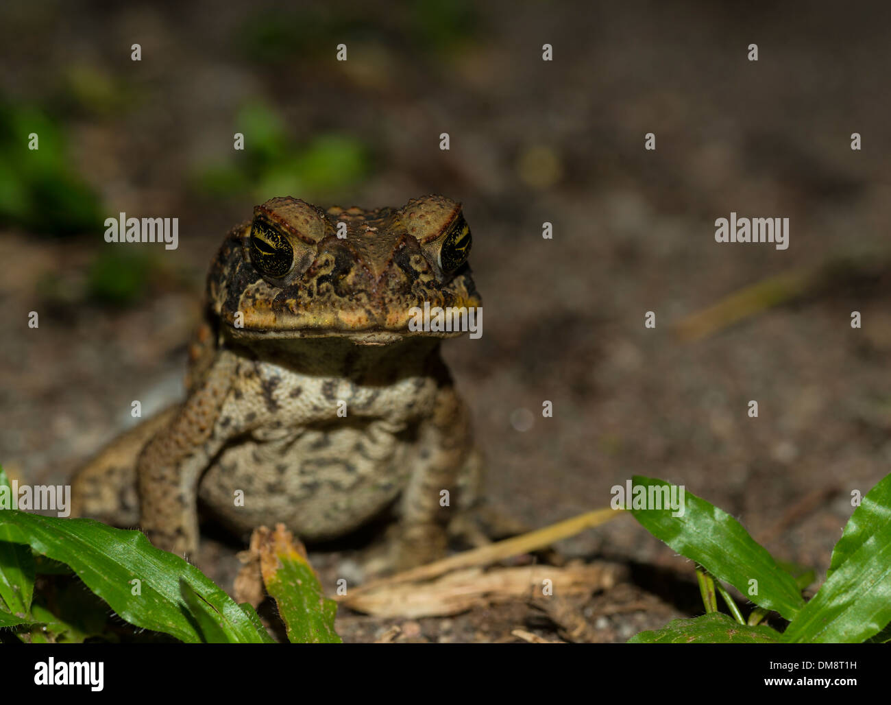 Common frog posing amidst leaves Stock Photo - Alamy