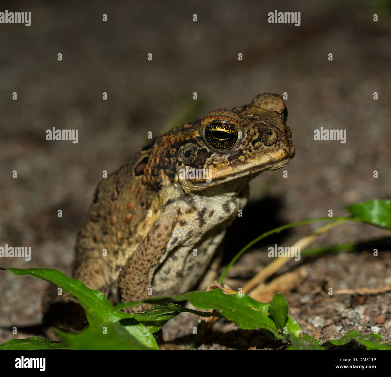 Common frog posing amidst leaves Stock Photo - Alamy