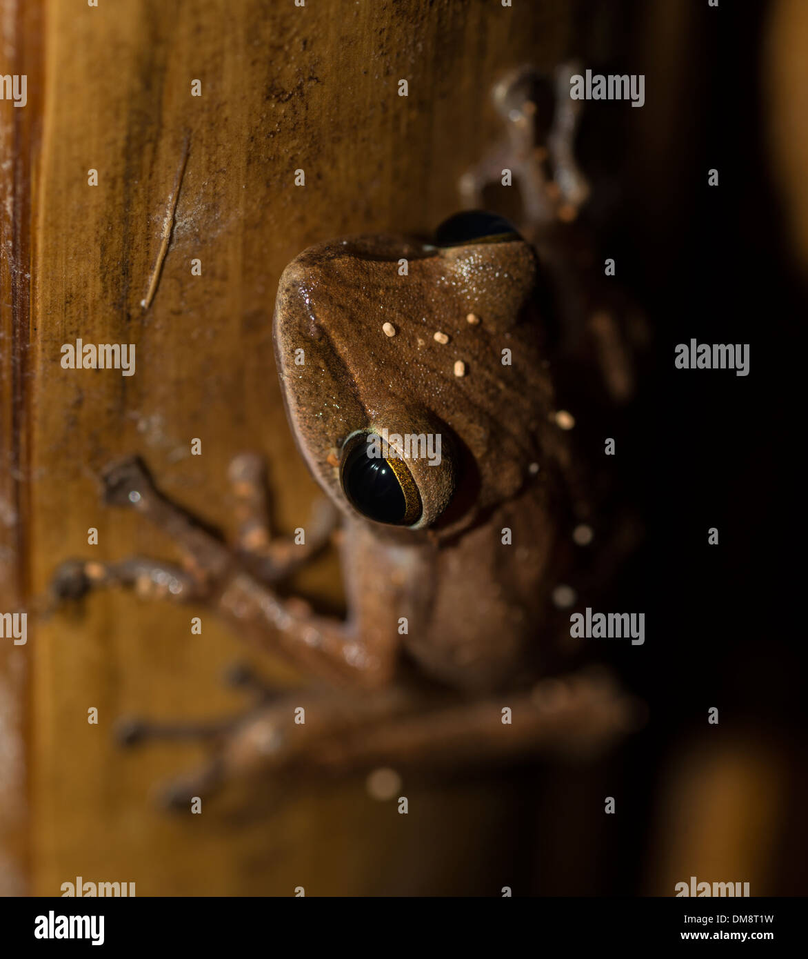 Brown tree frog on a wooden wall Stock Photo - Alamy
