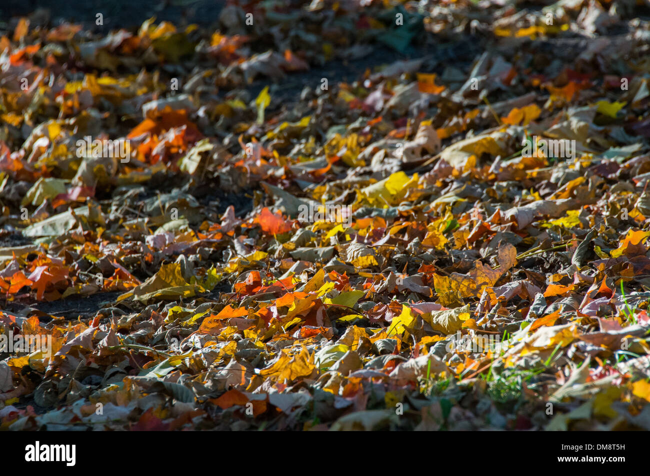 Floor full of leaves hi-res stock photography and images - Alamy