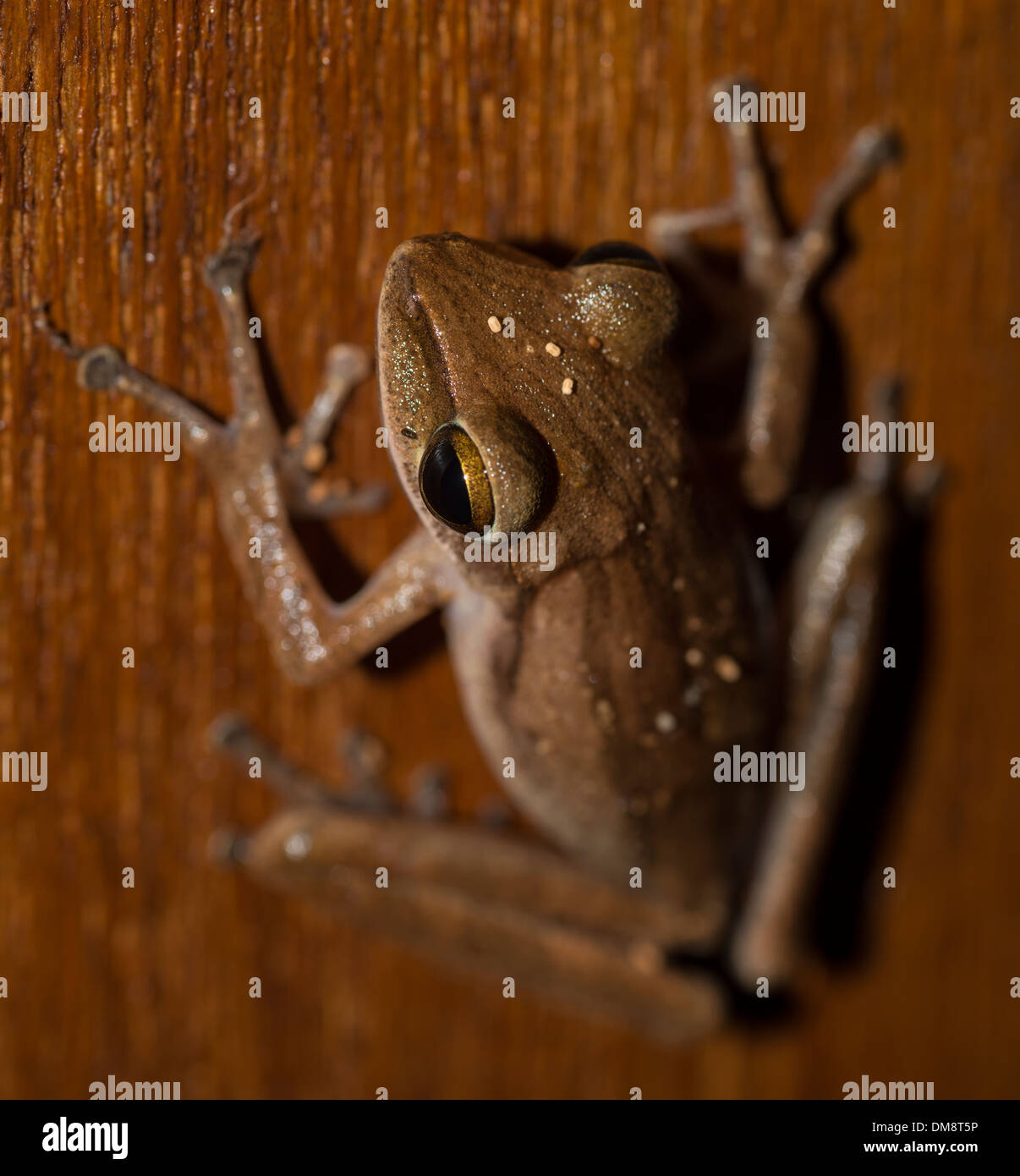 Brown tree frog on a wooden wall Stock Photo - Alamy
