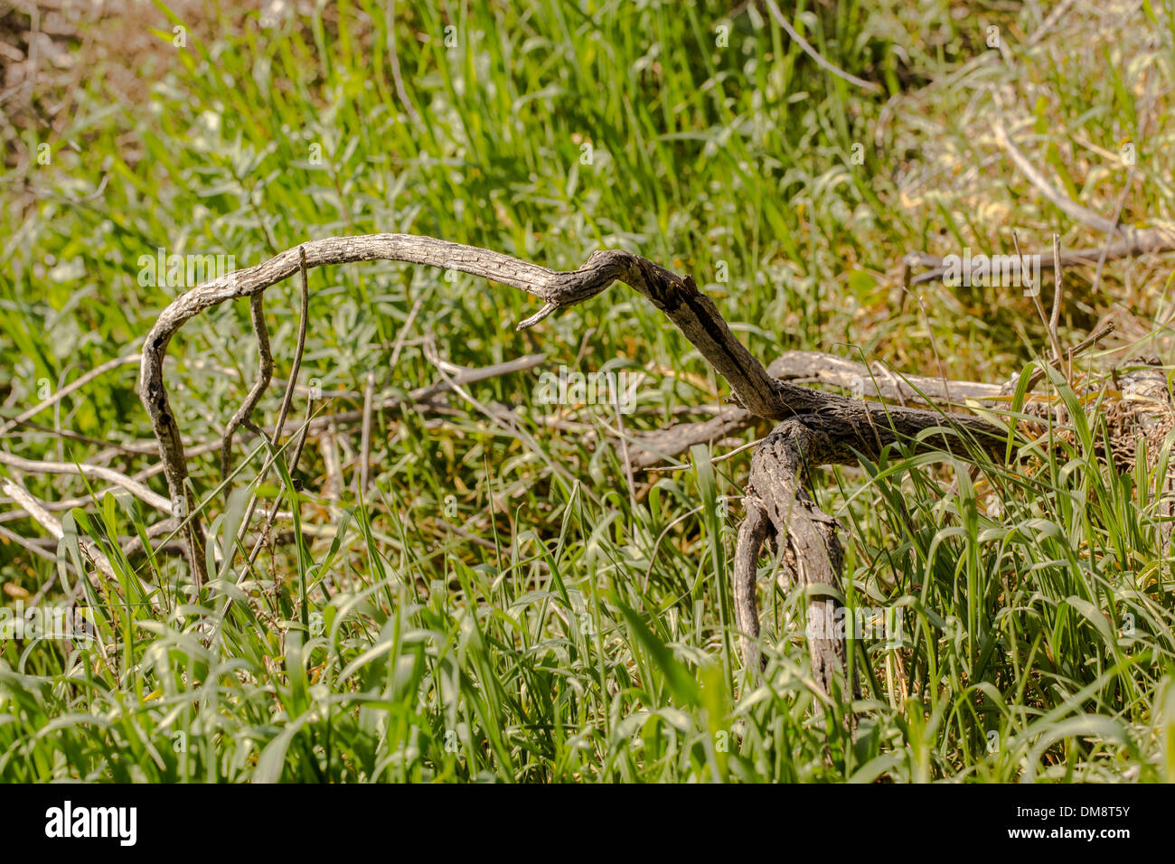 Dead brush hi-res stock photography and images - Alamy