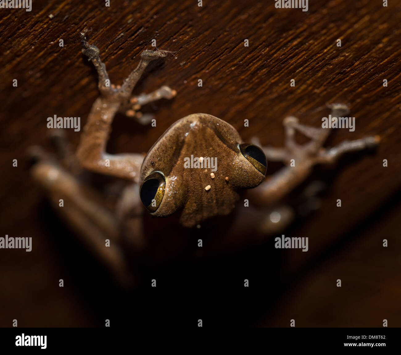 Brown tree frog hi-res stock photography and images - Alamy