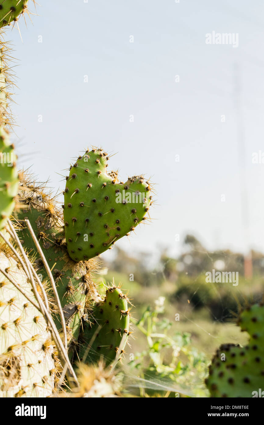 Heart-shaped Cactus Plant Stock Photo - Alamy