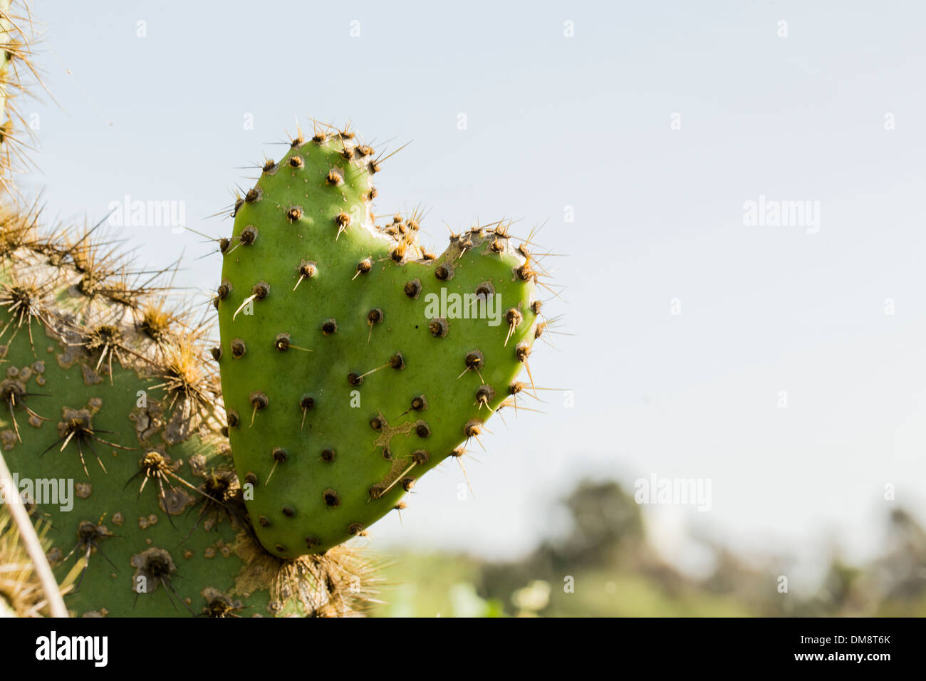 Heart-shaped Cactus Plant Stock Photo - Alamy