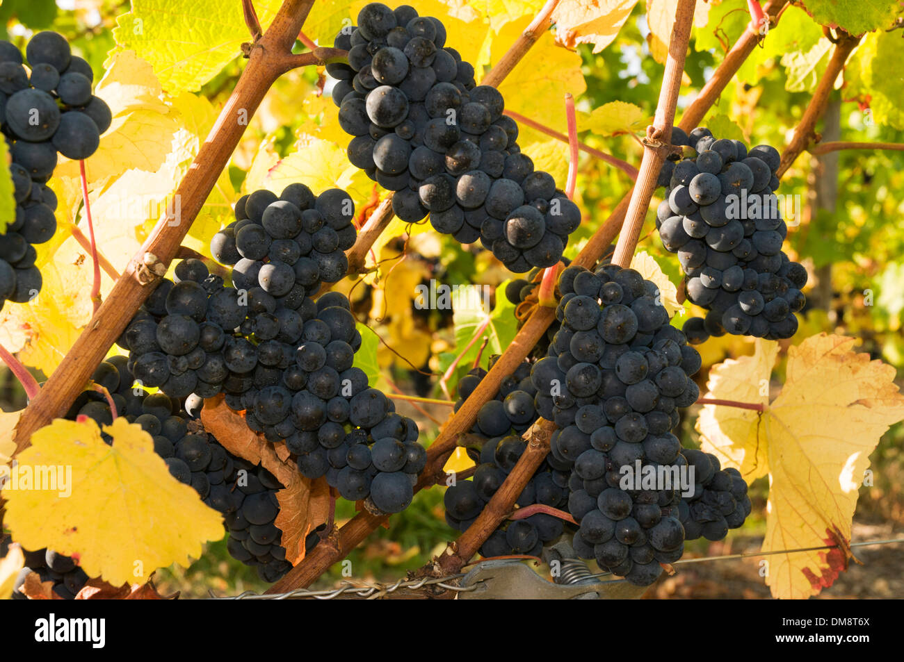 Elk213-2592 France, Alsace, wine grapes, Pinot Noir Stock Photo - Alamy