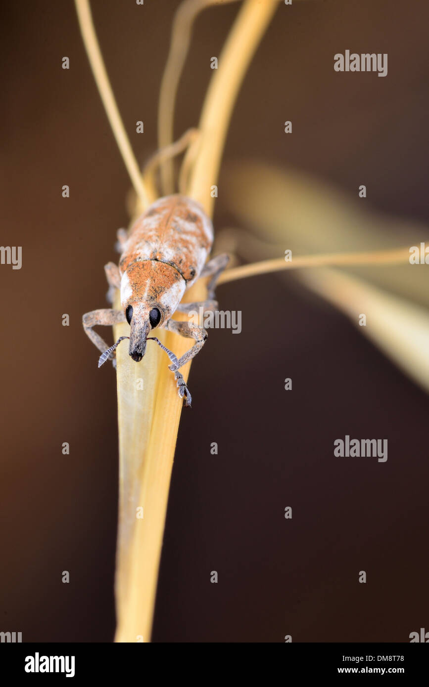 Stalk macro hi-res stock photography and images - Alamy