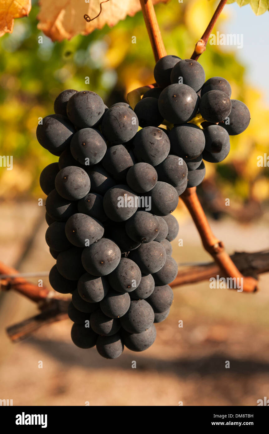 Elk213-2601v France, Alsace, wine grapes, Pinot Noir Stock Photo - Alamy