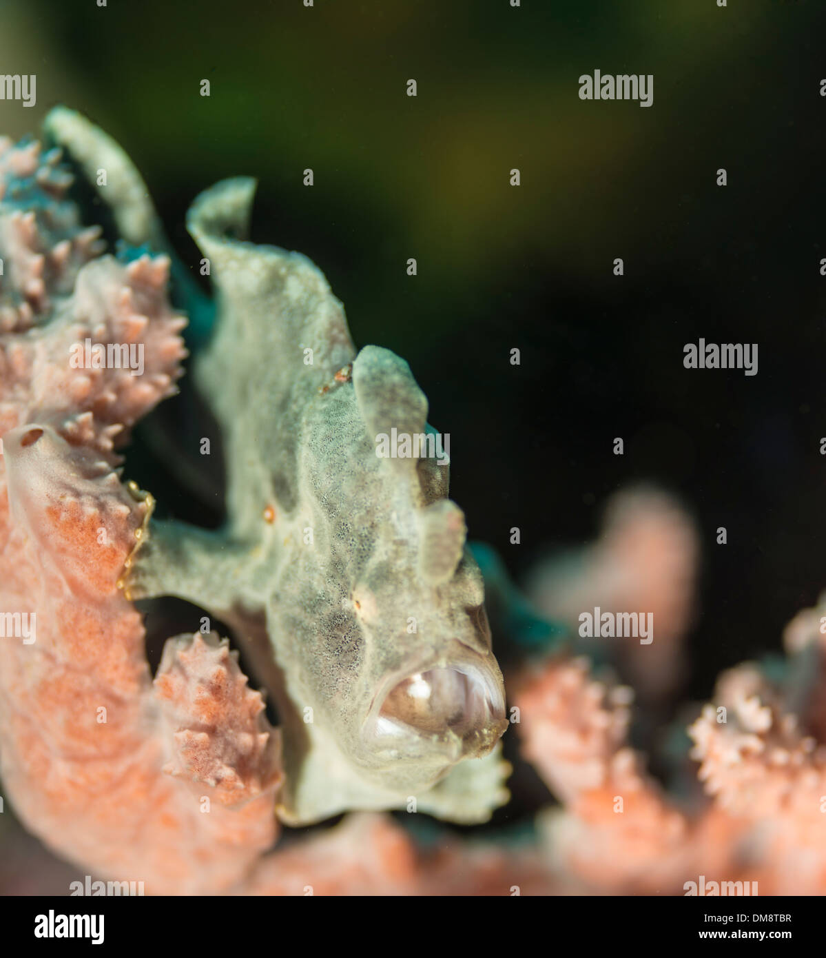 Green frogfish hi-res stock photography and images - Alamy