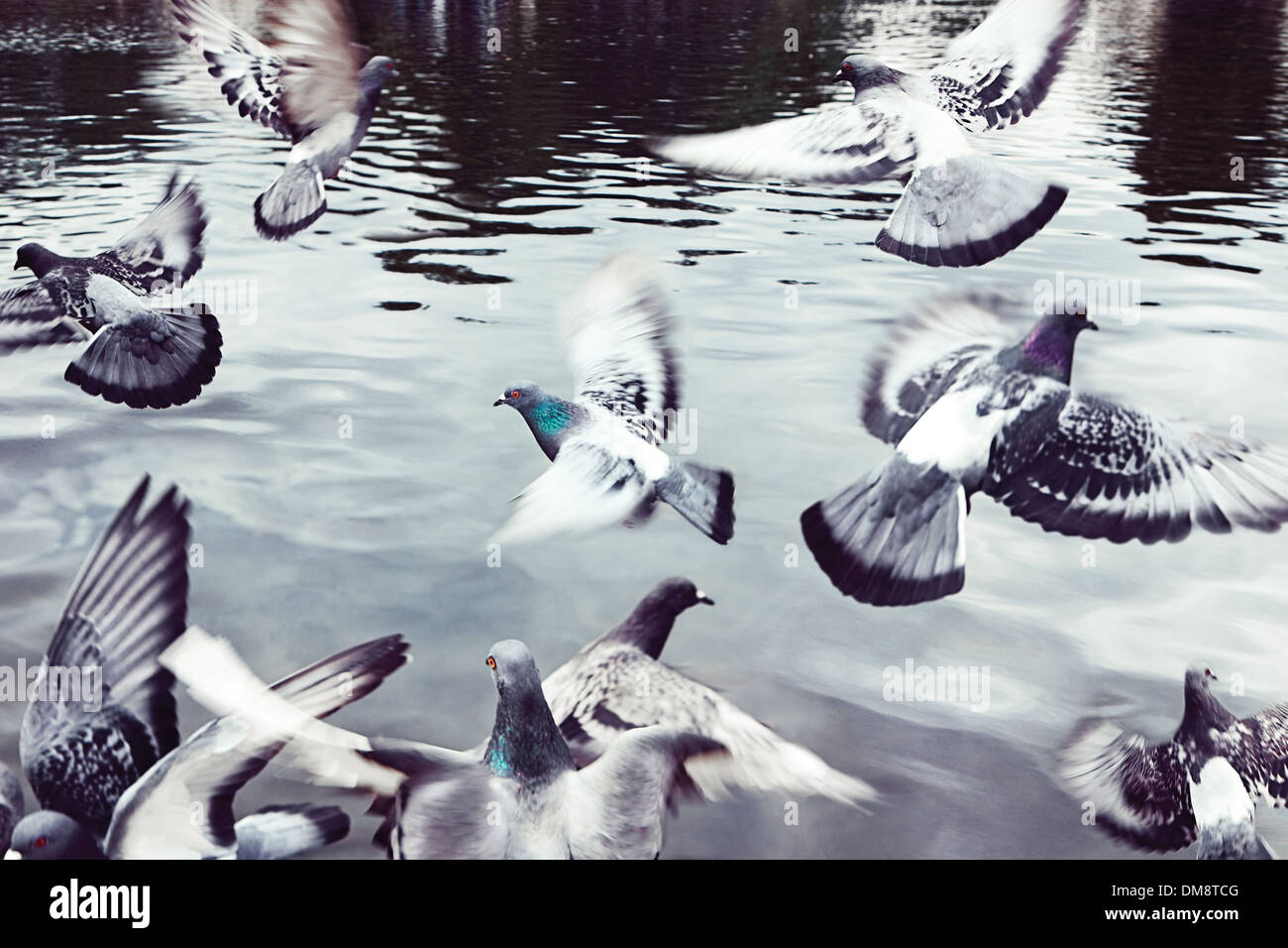 Flock of pigeons scattering Stock Photo - Alamy