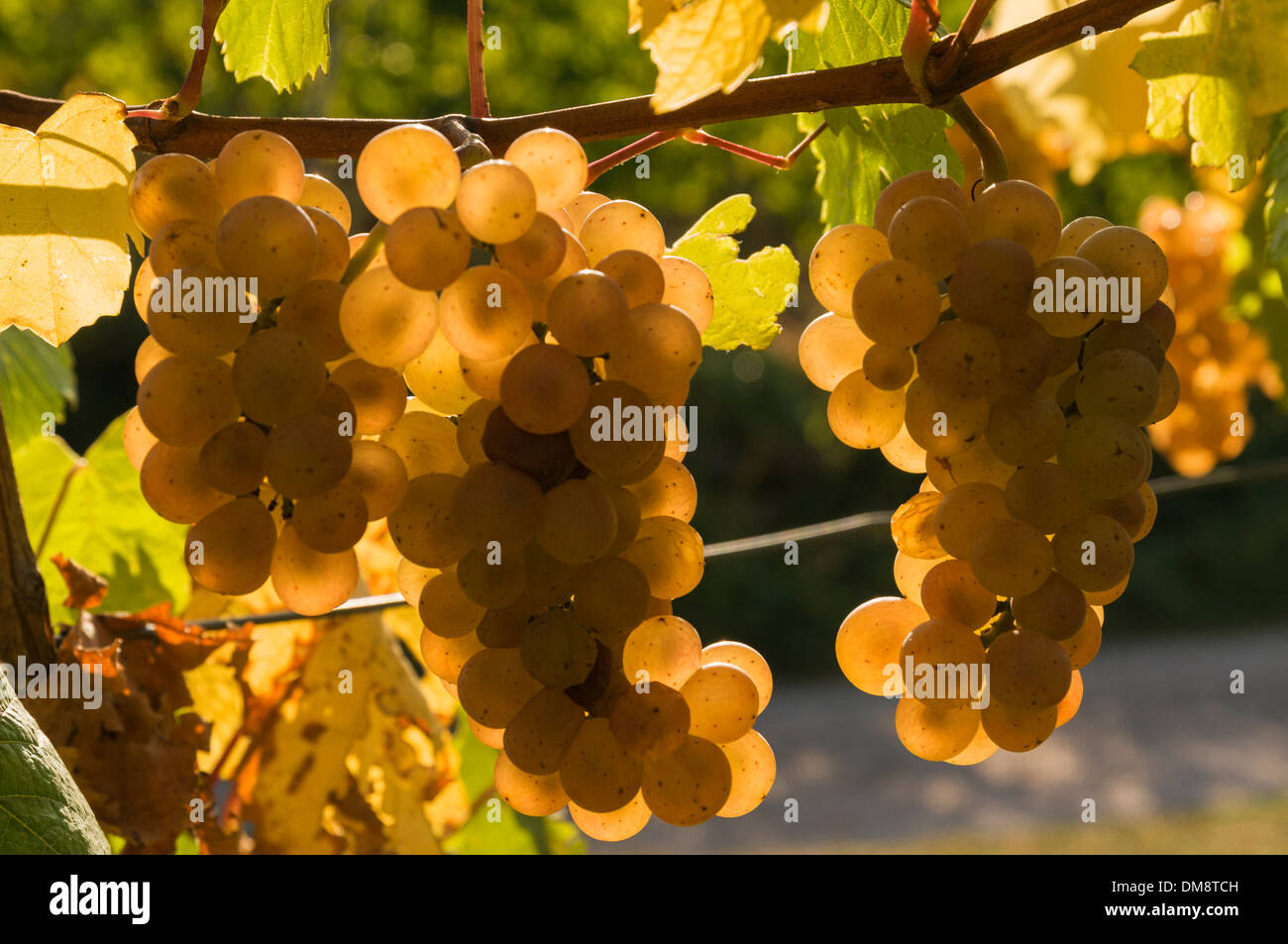 Riesling hi-res stock photography and images - Alamy
