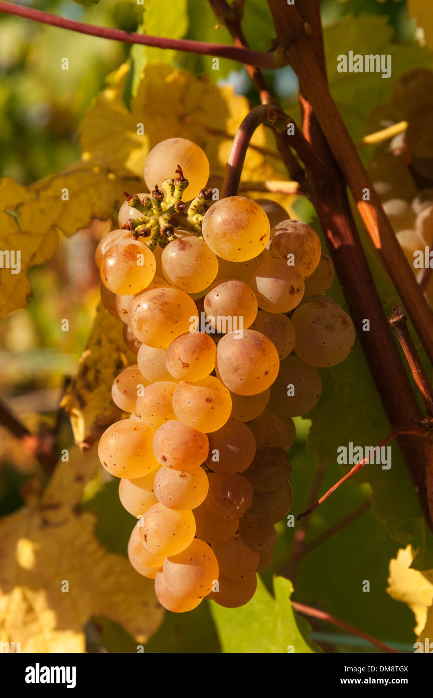 Riesling hi-res stock photography and images - Alamy