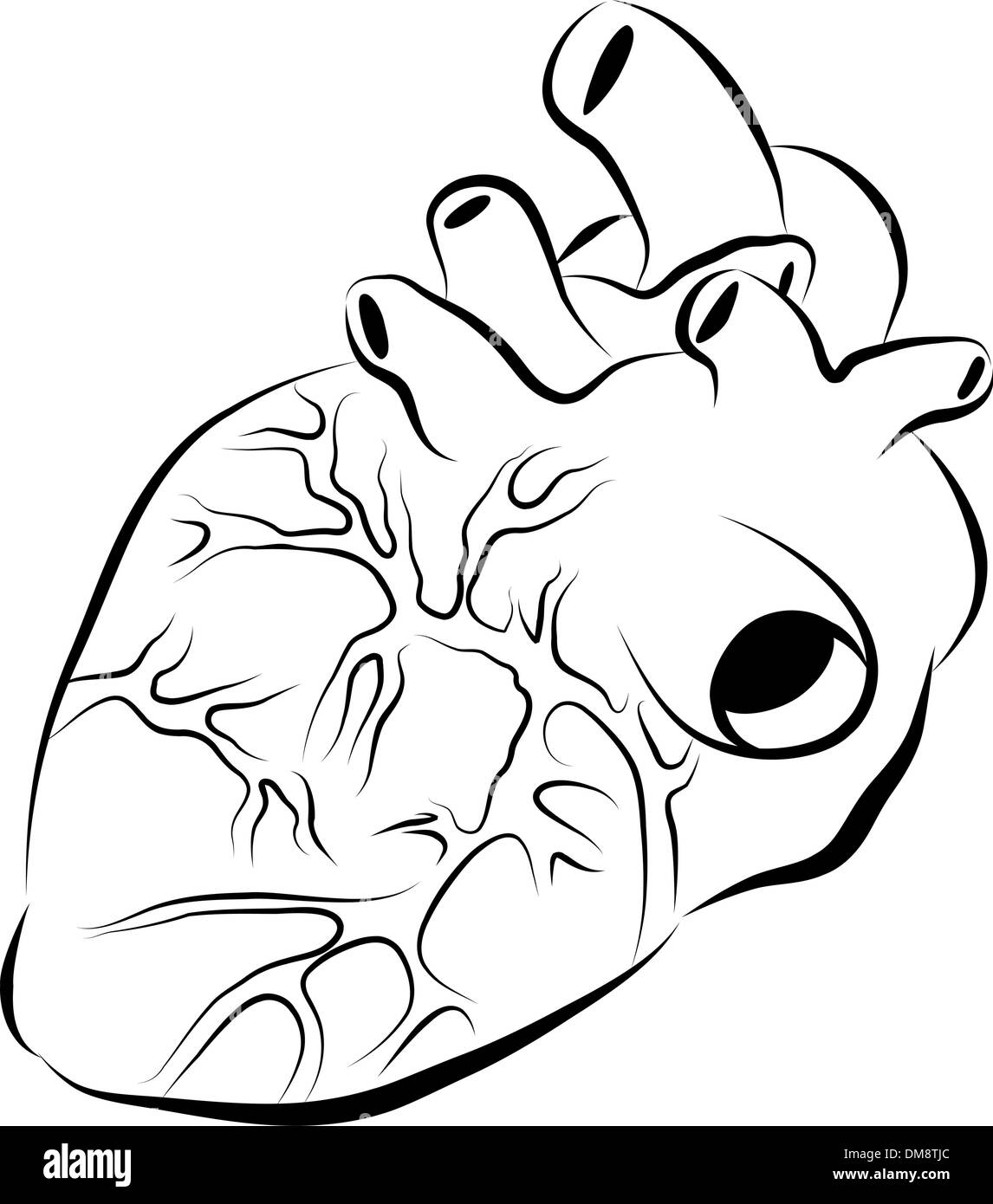 Human Heart Ink Drawing Stock Vector Image & Art - Alamy