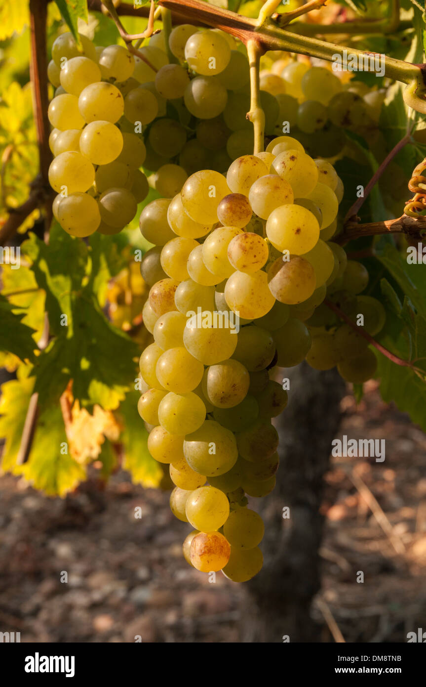 Riesling Grapes High Resolution Stock Photography and Images - Alamy