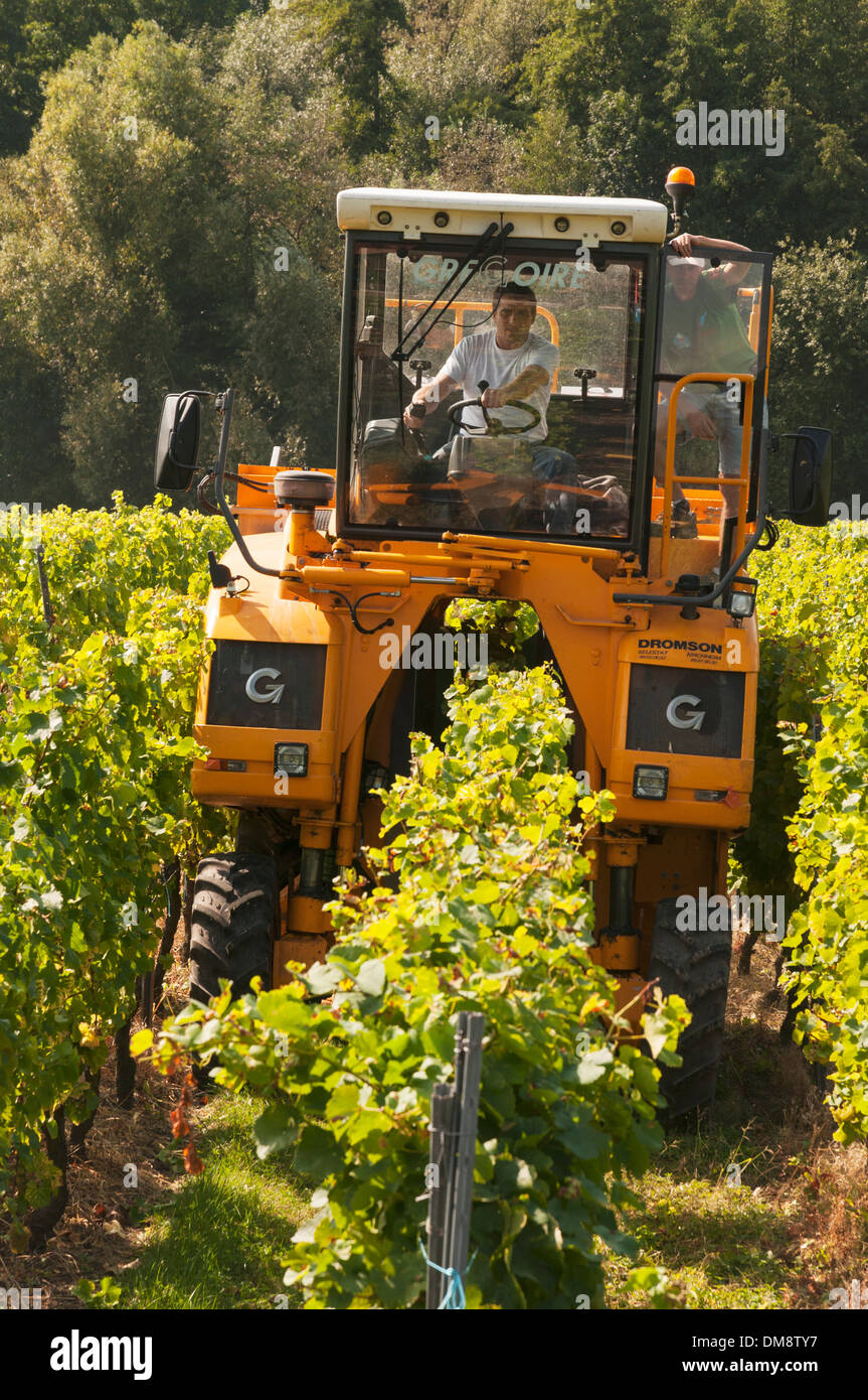 Elk213-2629v France, Alsace, wine grape harvest Stock Photo - Alamy