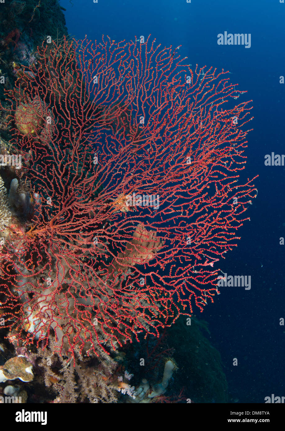 Giant fan in Camiguin, Philippines Stock Photo - Alamy