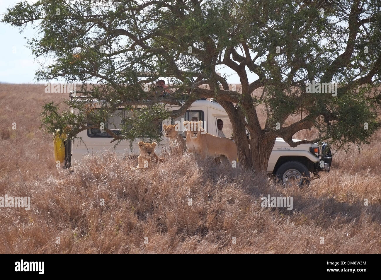 Tourists in Safari Jeep watching herd of lions at the Serengeti ...