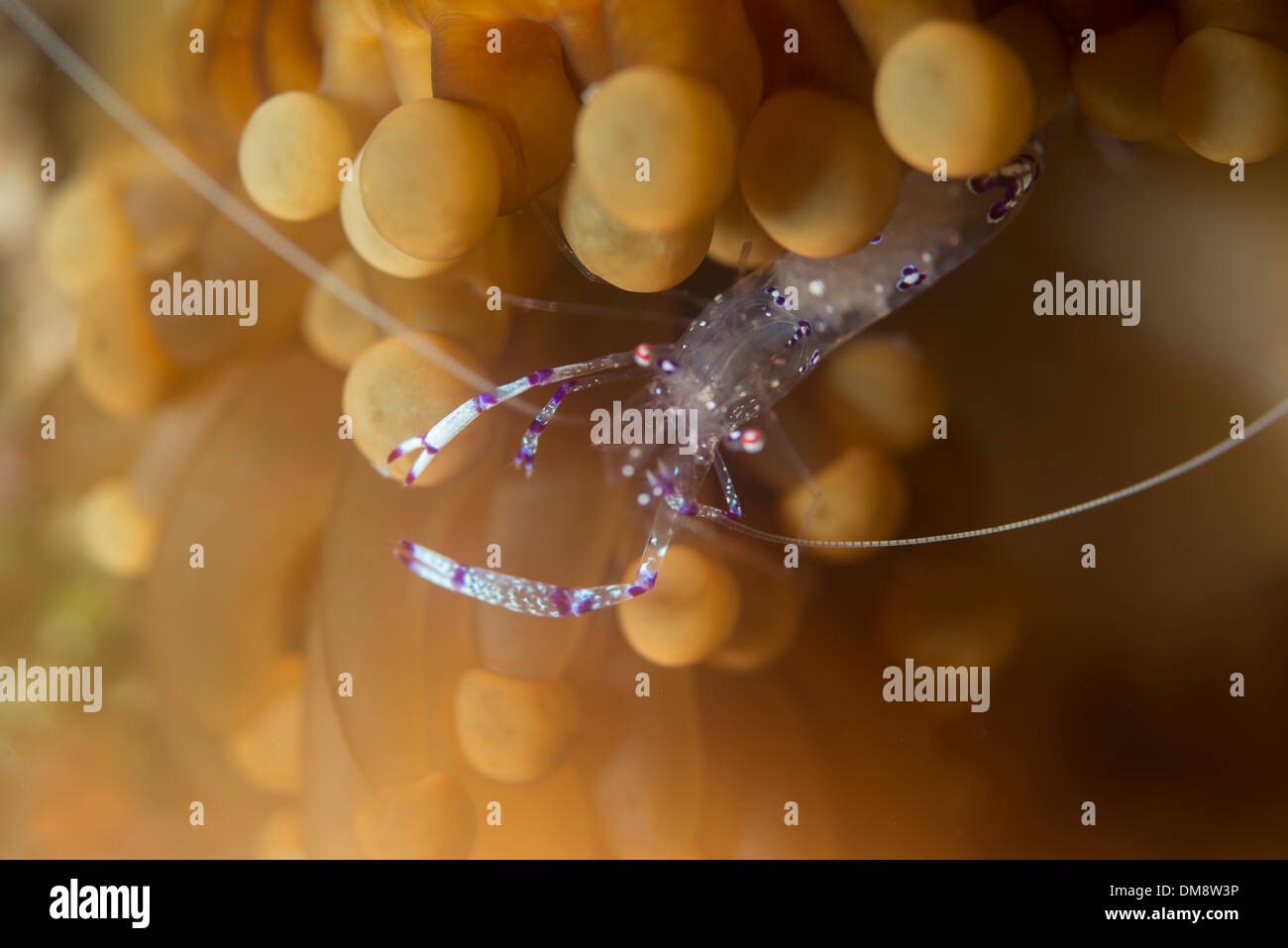 Shrimp in a glass hi-res stock photography and images - Alamy