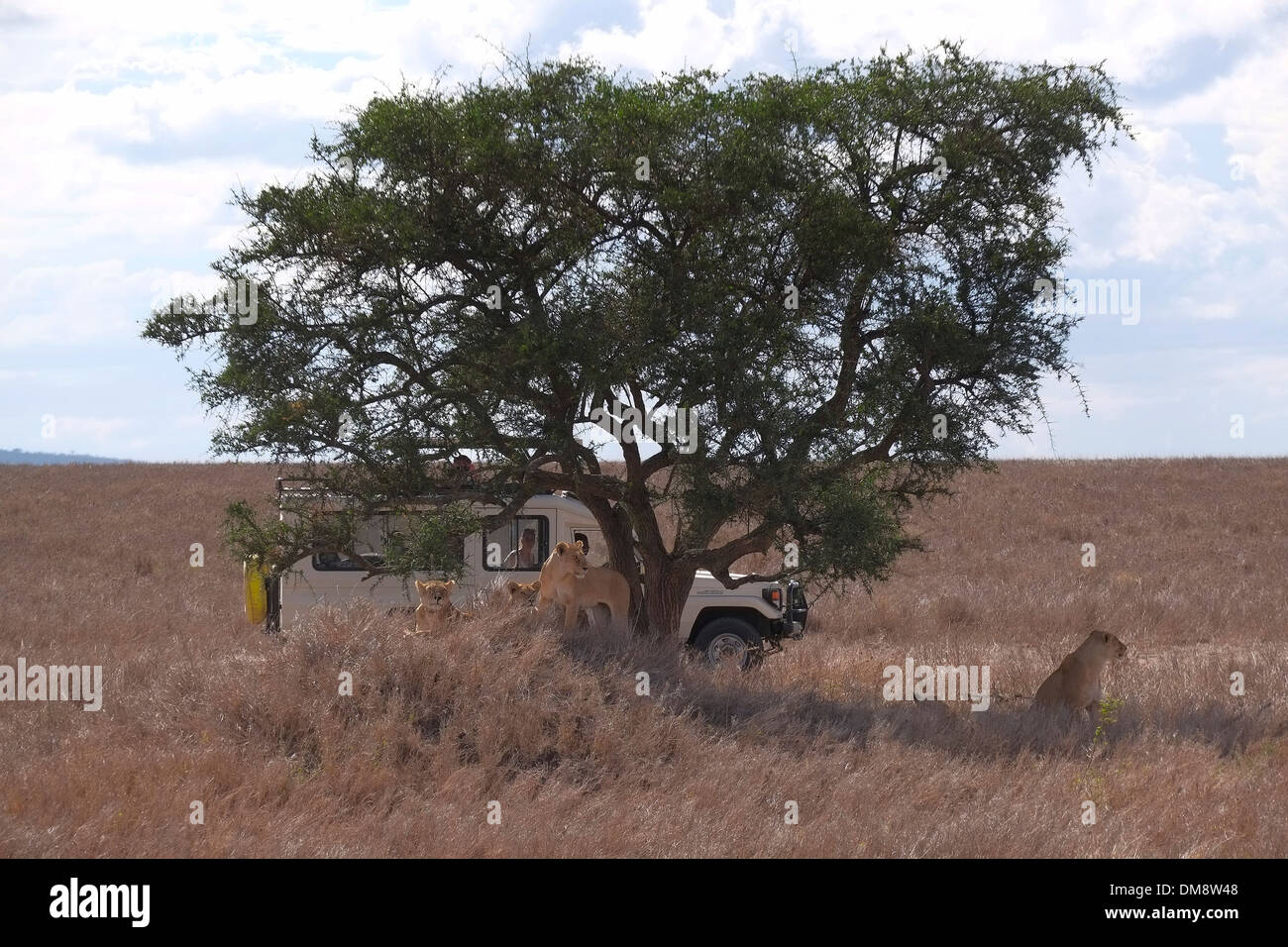 Tourists in Safari Jeep watching herd of lions at the Serengeti ...
