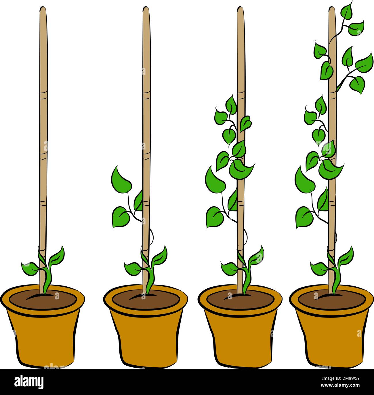Growing Plant Stages Stock Vector Image & Art - Alamy