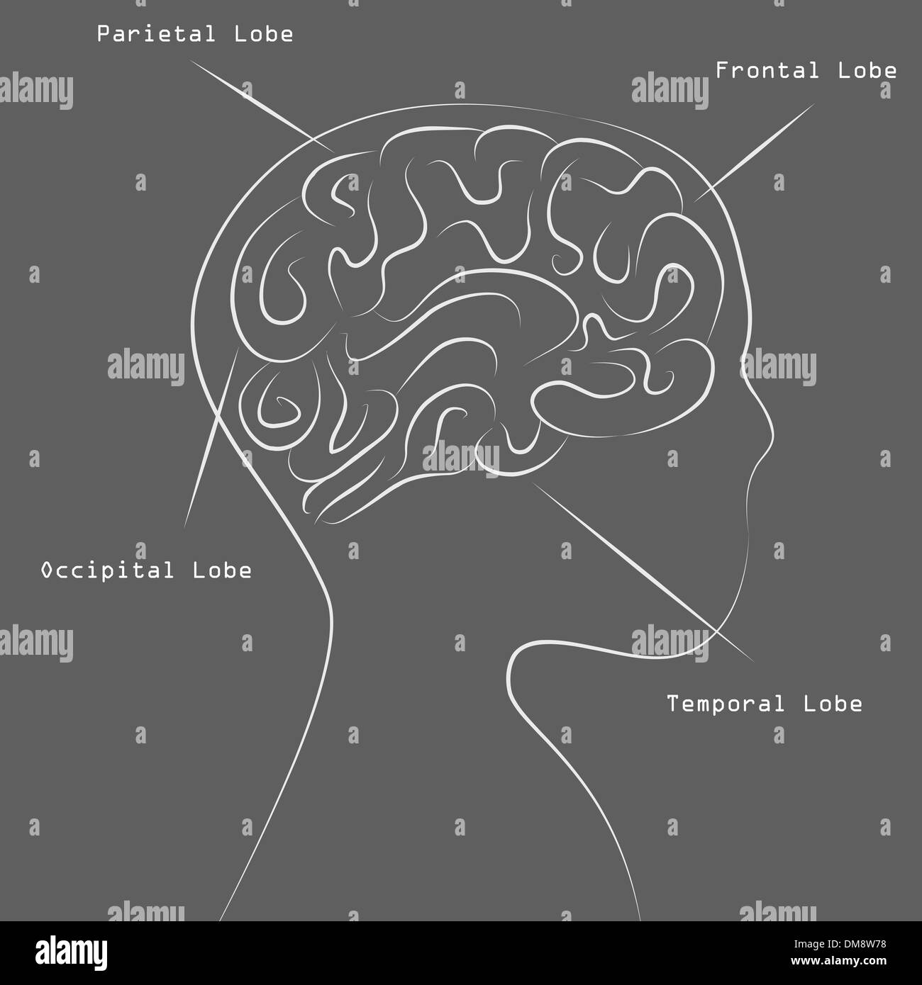 Blackboard Human Brain Map Drawing Stock Vector Image & Art - Alamy