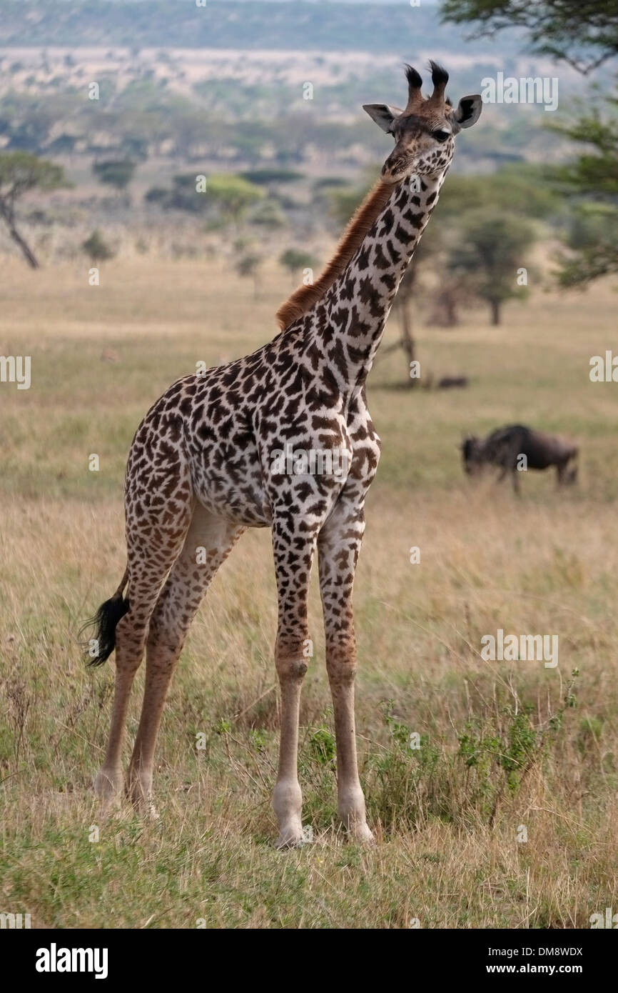 A Giraffe with Wildebeest Gnu at the Serengeti National park a UNESCO ...