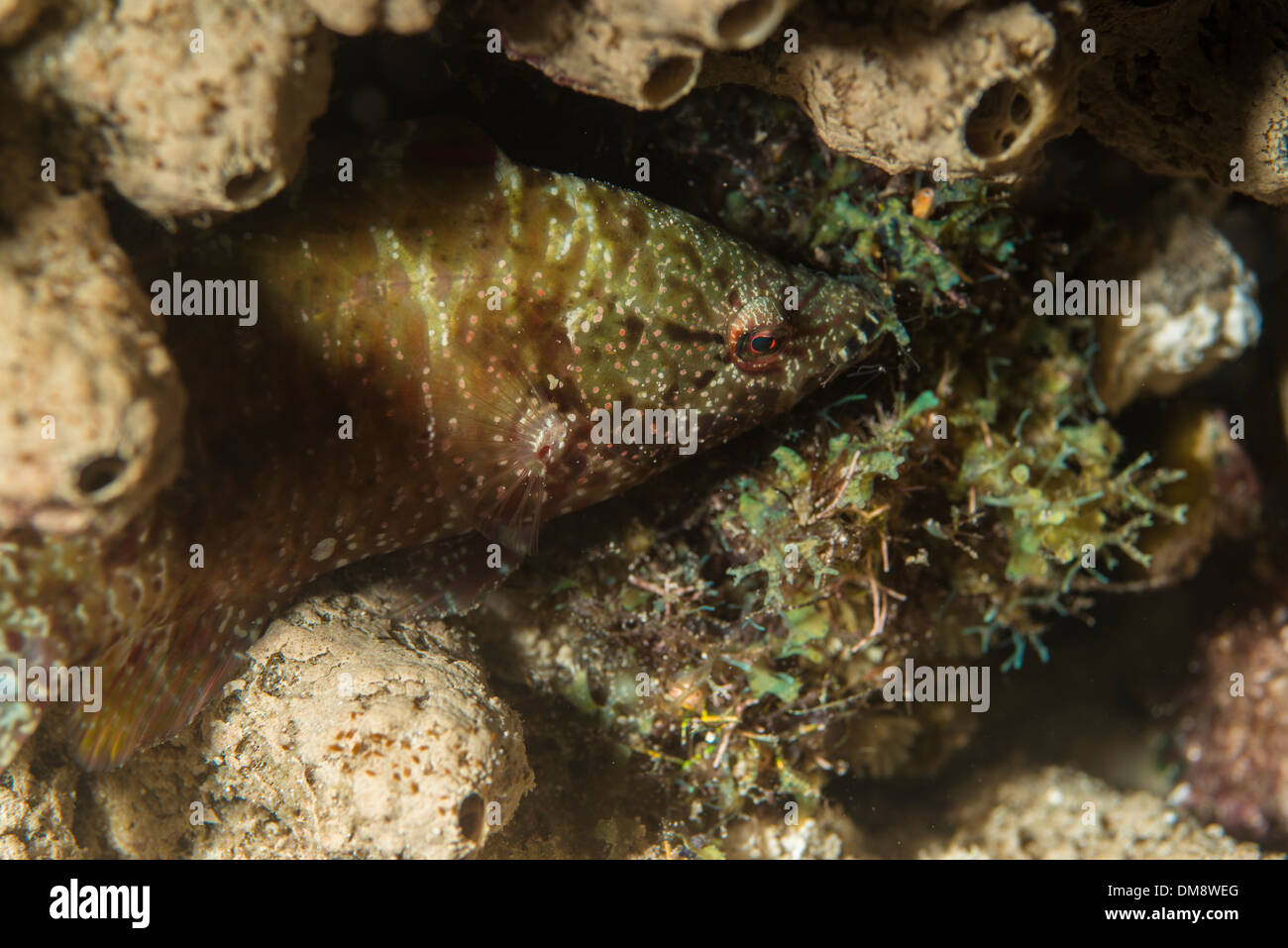 Fish with spikes hi-res stock photography and images - Alamy
