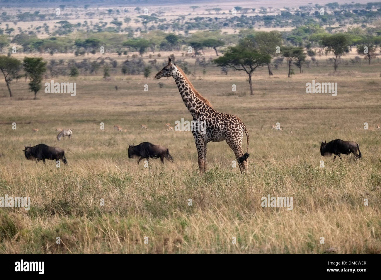 A Giraffe with Wildebeest Gnu at the Serengeti National park a UNESCO ...
