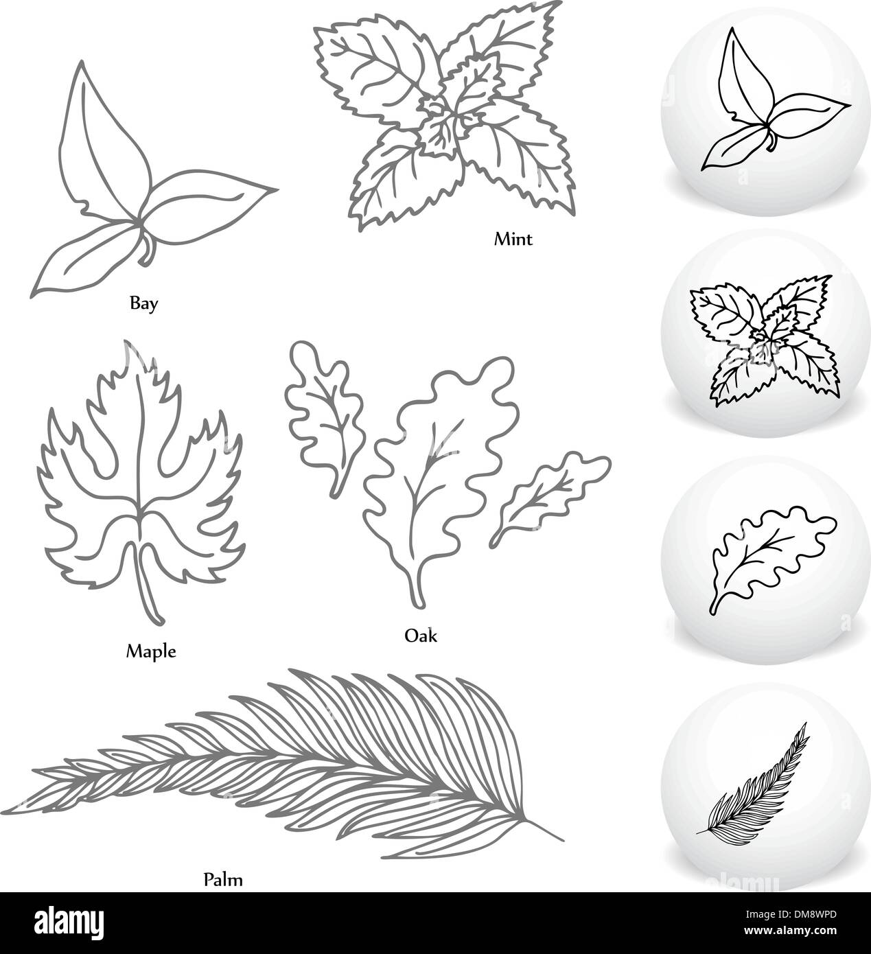 Leaf Drawing Set Stock Vector Image & Art - Alamy