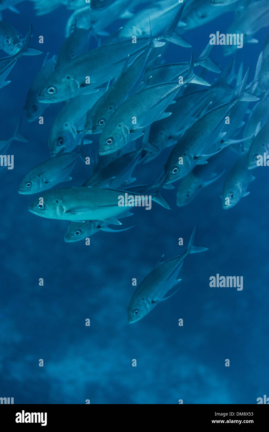 Jack fish hi-res stock photography and images - Alamy