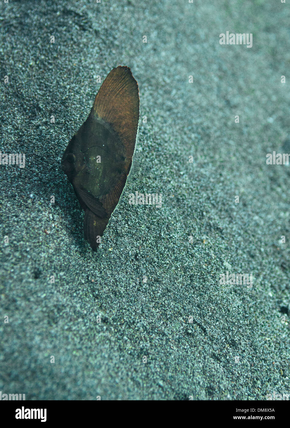 Juvenile bat hi-res stock photography and images - Alamy