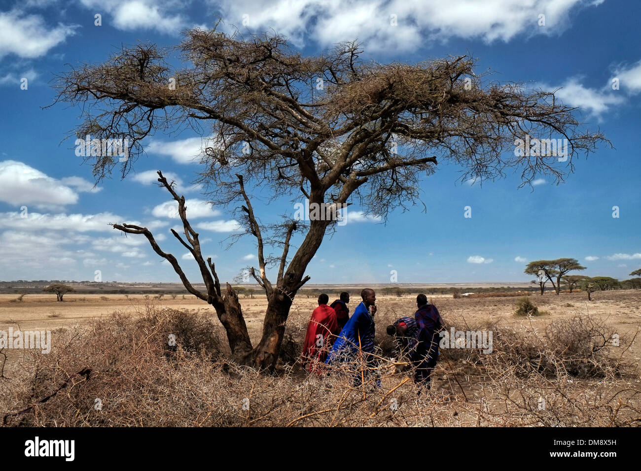 Masai men under Umbrella Thorn tree surrounded by Enkang barrier formed ...