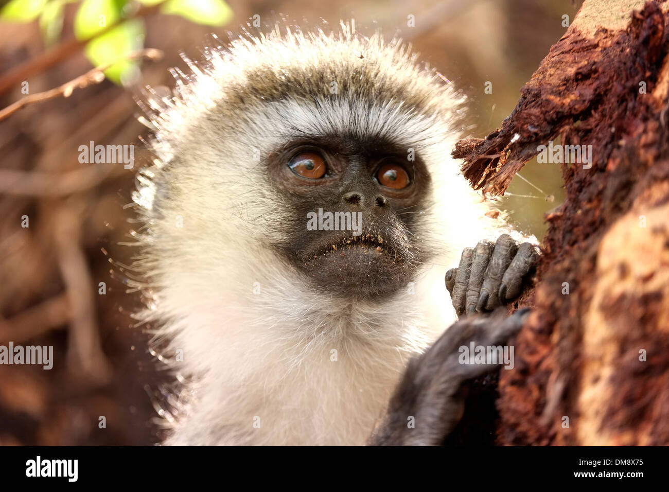 A Vervet monkey in the Ngorongoro Conservation Area Tanzania Eastern ...