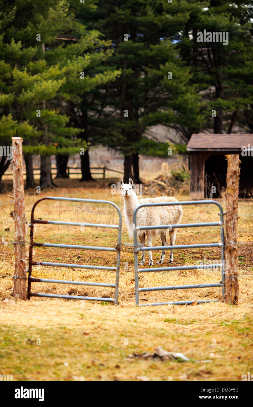 Llama behind fence hi-res stock photography and images - Alamy