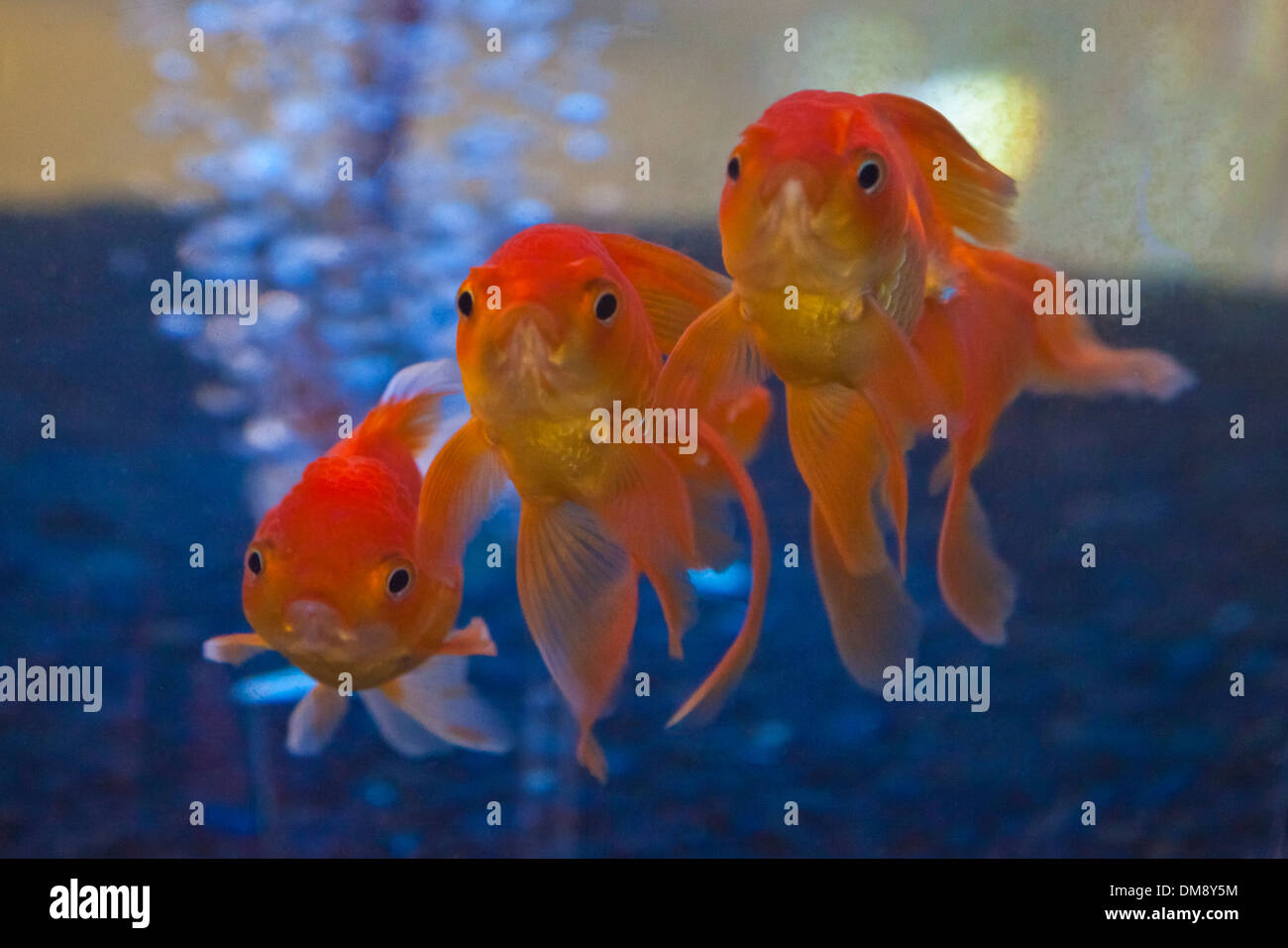 GOLD FISH (Carassius auratus auratus) swim in a small tank at the ...