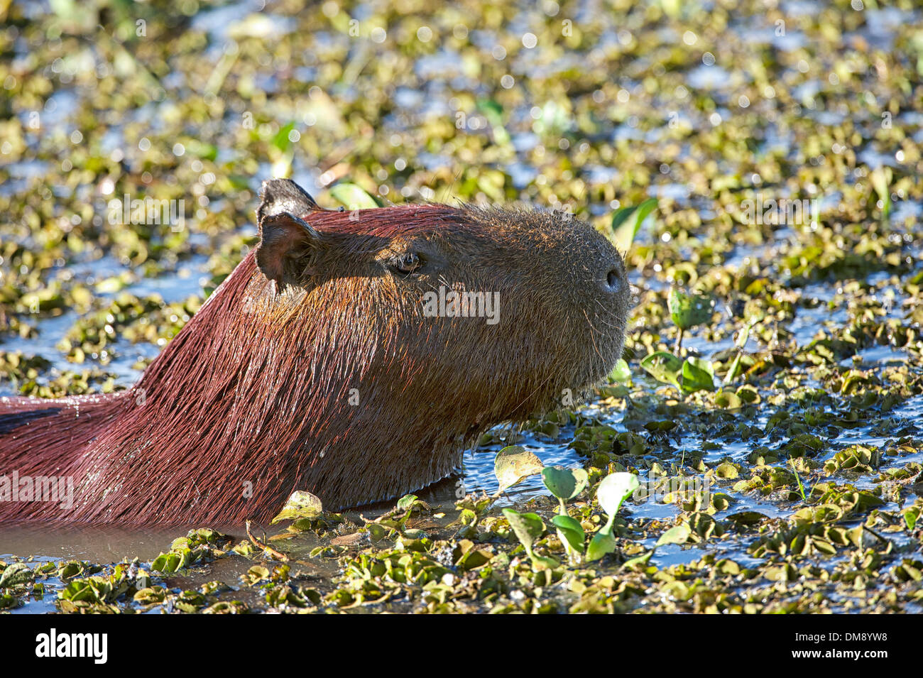 Capybara (Hydrochoerus hydrochaeris), swimmimg among water hyacinths ...