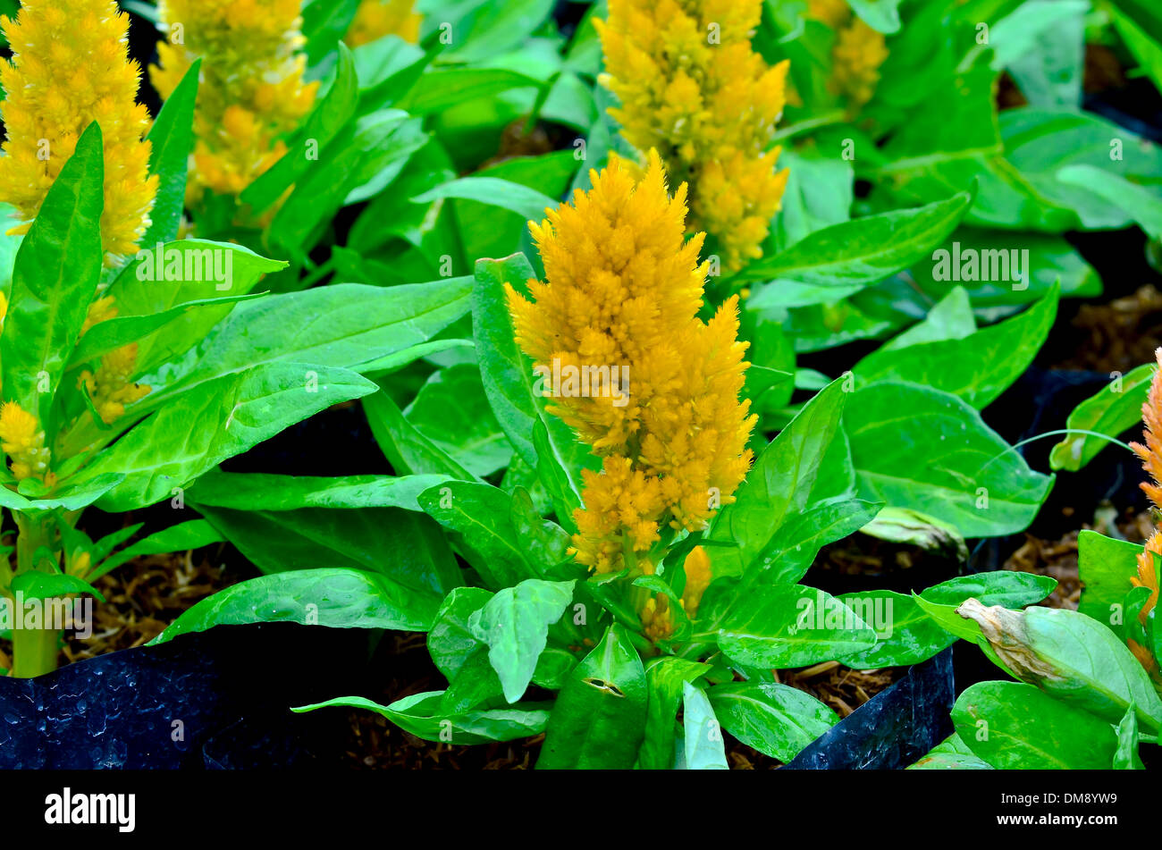 Green cockscomb hi-res stock photography and images - Alamy