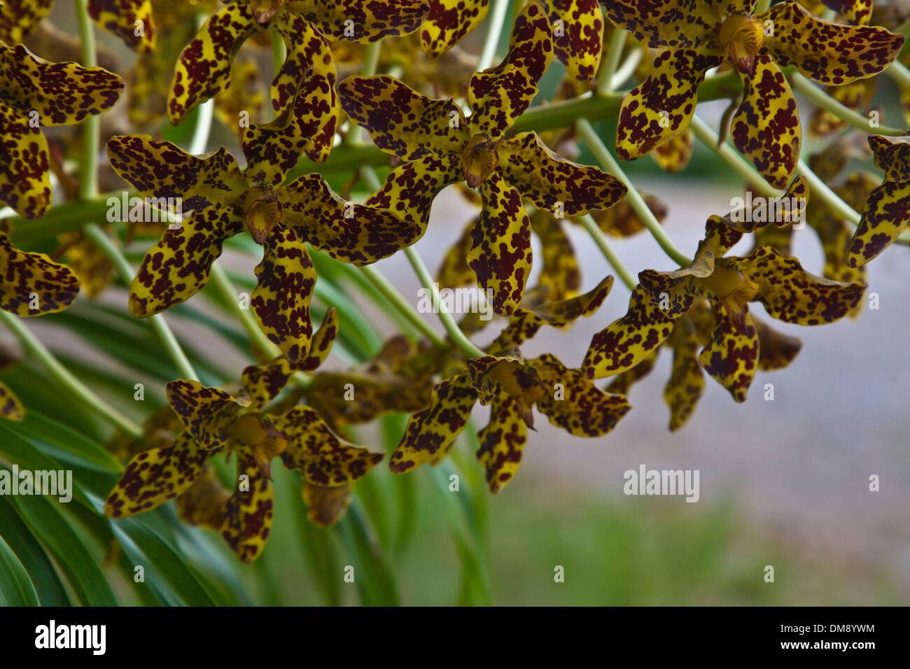 The worlds largest ORCHID, the TIGER ORCHID (Grammatophyllum speciosum ...