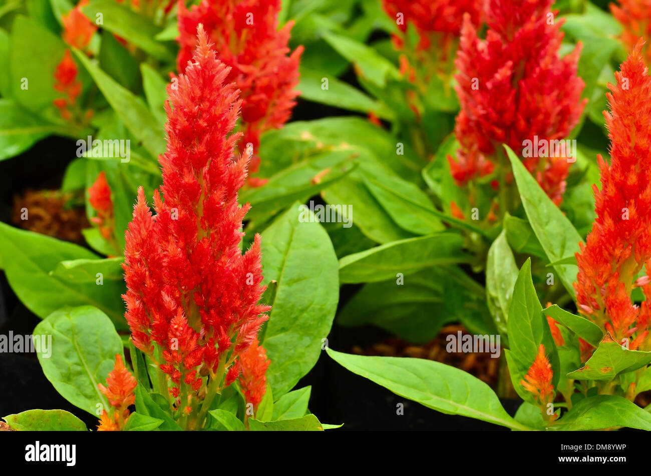 Colorful cockscomb flowers Stock Photo - Alamy