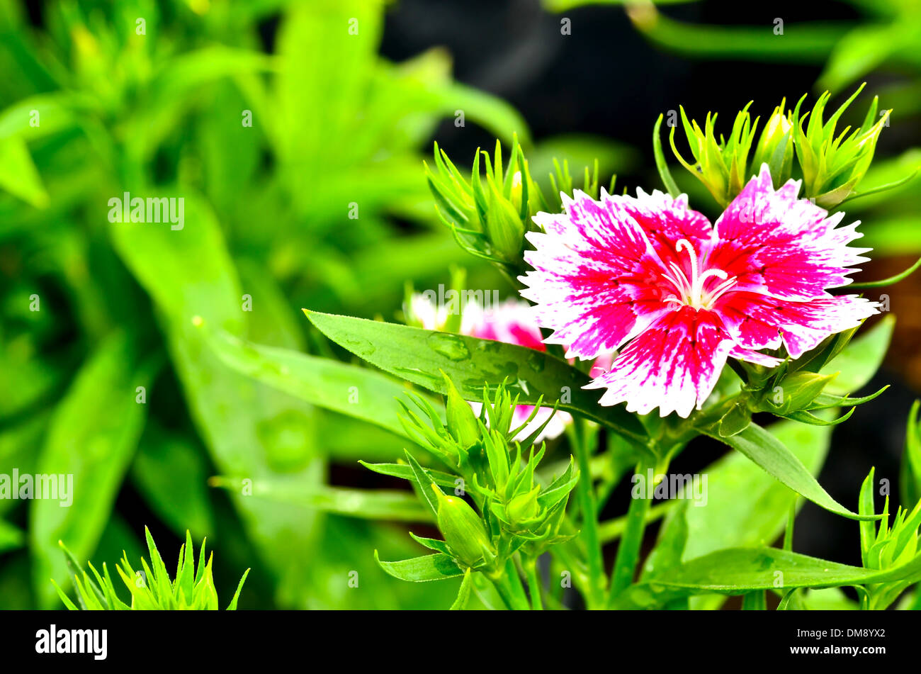 Dianthus chinensis hi-res stock photography and images - Alamy